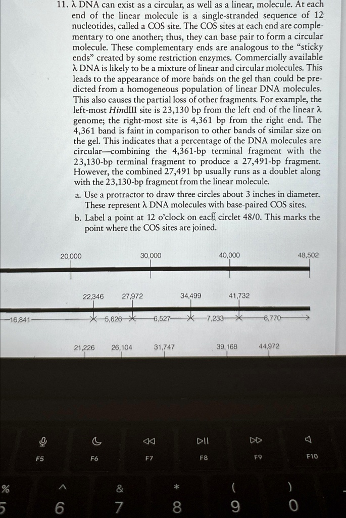 SOLVED: lambda DNA can exist as a circular, as well as a linear ...