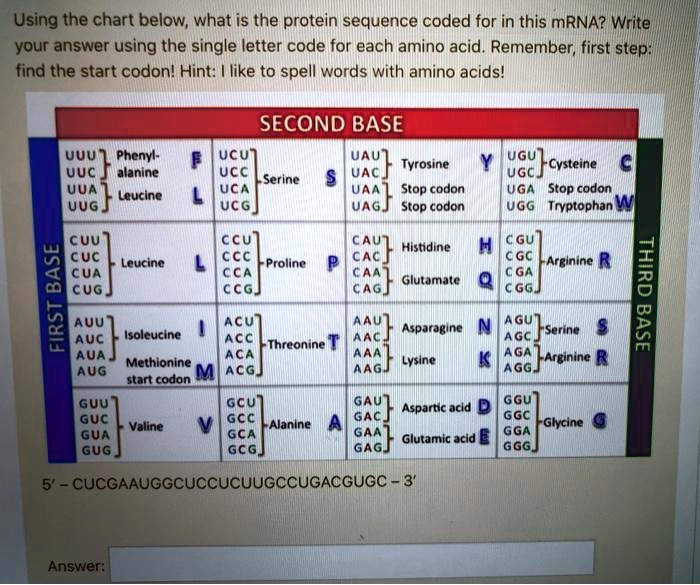 SOLVED: Using the chart below, what is the protein sequence coded for ...