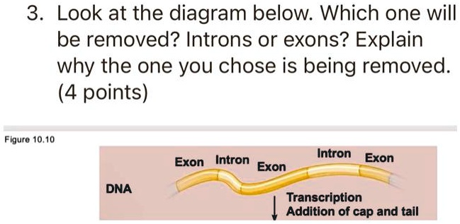 SOLVED: can someone please explain why introns are being removed in a ...