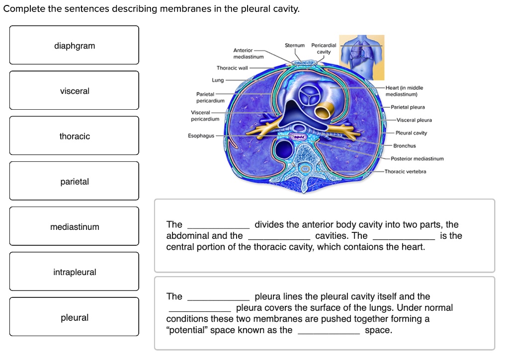 Complete the sentences describing membranes in the pleural cavity ...