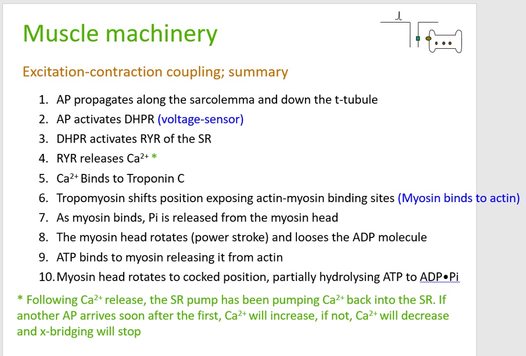 SOLVED: Muscle Machinery: Excitation-Contraction Coupling Summary 1. AP ...
