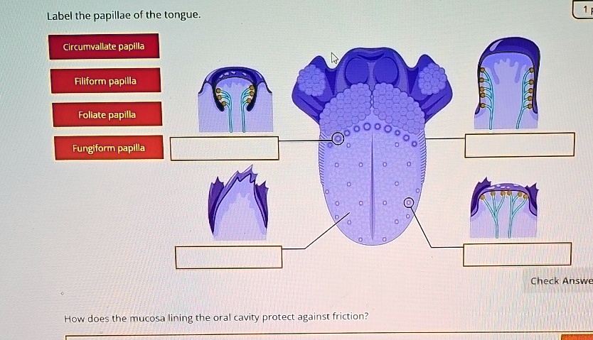 SOLVED: Label the papillae of the tongue. 1 Filiform papilla Check ...