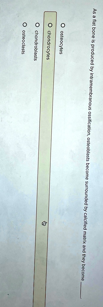 As a flat bone is produced by intramembranous ossification, osteoblasts ...