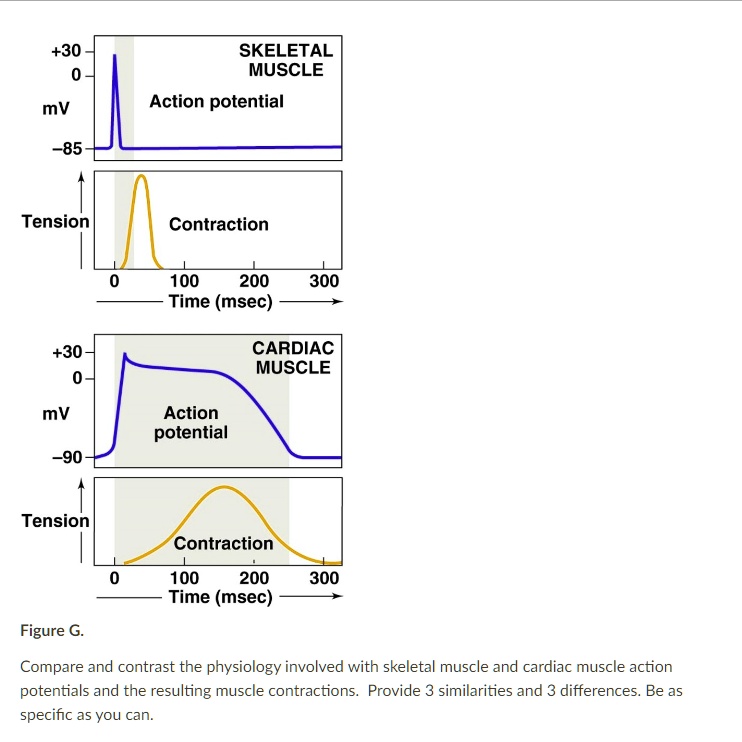 SOLVED: +30 SKELETAL MUSCLE Action potential mV -85 Tension Contraction ...