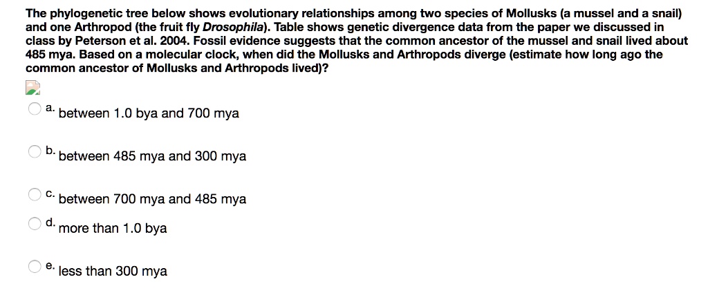 The phylogenetic tree below shows evolutionary relationships among two ...
