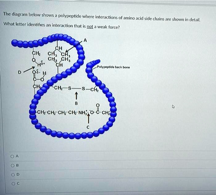 The diagram below shows a polypeptide where interactions of amino acid ...