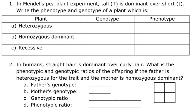 SOLVED: In Mendel's pea plant experiment; tall (T) is dominant over ...