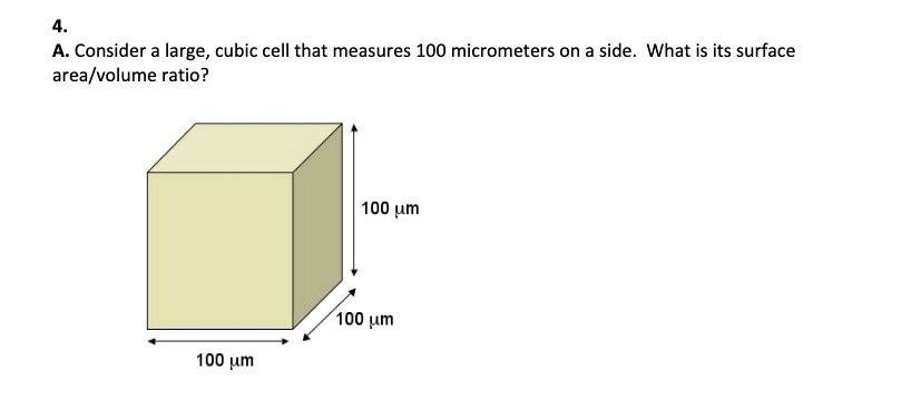 SOLVED: A Consider a large, cubic cell that measures 100 micrometers on ...