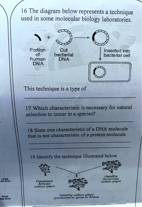 16 the diagram below represents technique used in some molecular ...