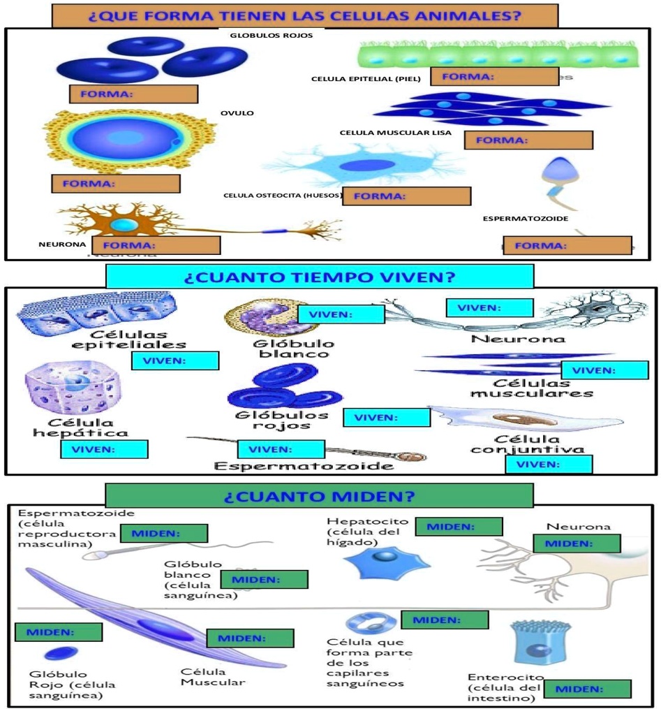 SOLVED: ayuda porfavor necesito saber como completarlo QUE FORMA TIENEN ...
