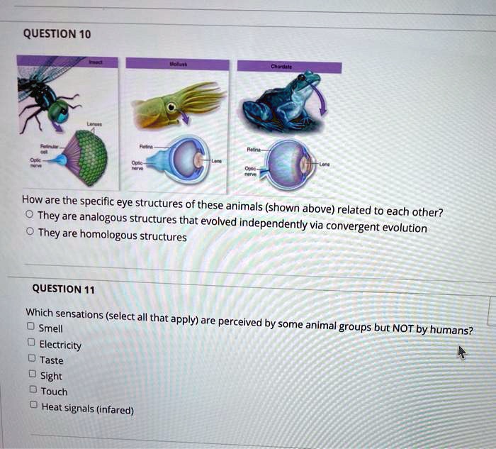 SOLVED: QUESTION 10 How are the specific eye structures of these ...