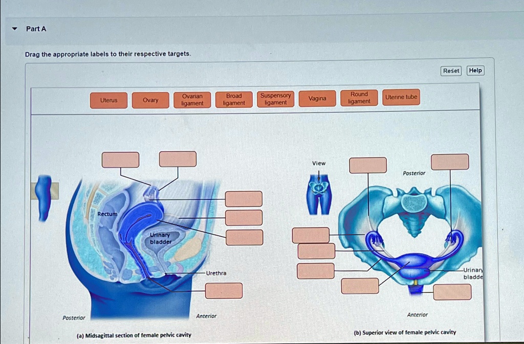 Part A Drag the appropriate labels to their respective targets. Uterus ...