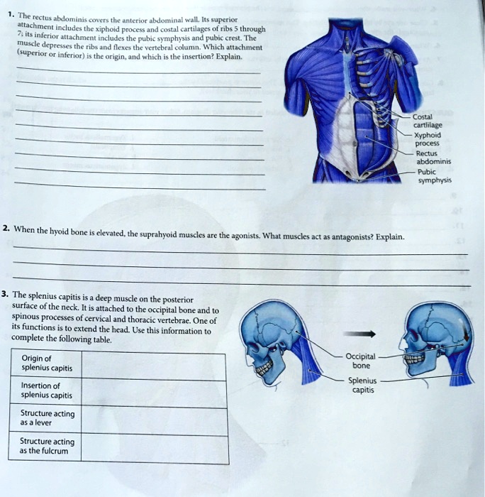 [GET ANSWER] 1. The rectus abdominis covers the anterior abdominal wall ...