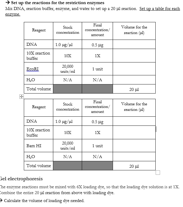SOLVED: 7 Set Up the reactions for the restriction enzymes Miz DNA ...