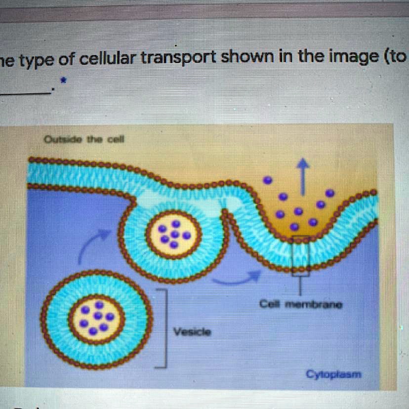 ne type of cellular transport shown in the image (to Outside the cell ...