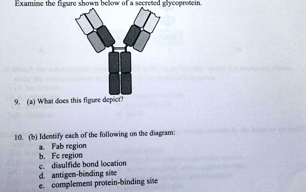 SOLVED:Examine the figure shown below of a secreted glycoprotein_ 9 (a ...