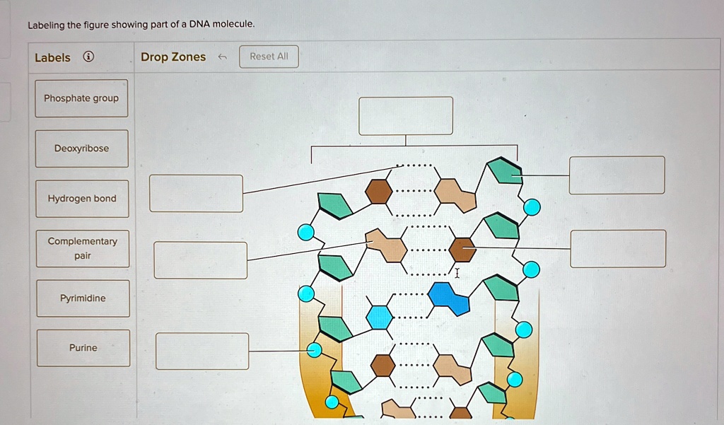 Labeling the figure showing part of a DNA molecule. Labels Phosphate ...
