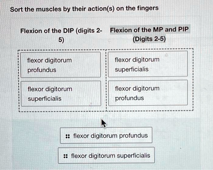 Sort the muscles by their action(s) on the fingers Flexion of the DIP ...