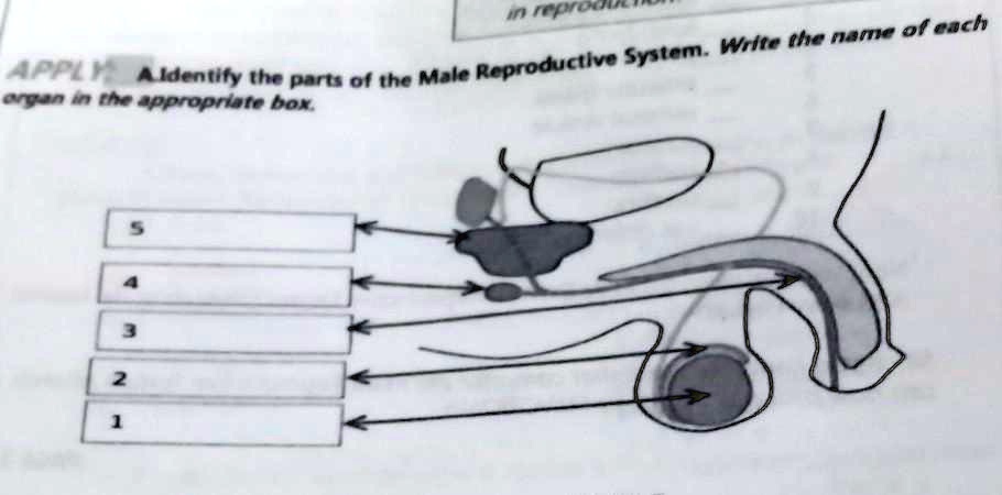 SOLVED: Identify the parts of the male reproductive system. In the name ...