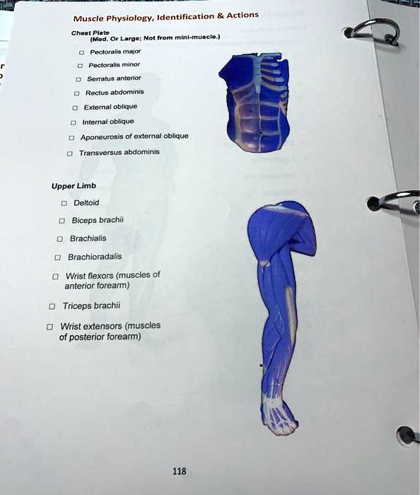 Muscle Physiology, Identification Actions Chest...