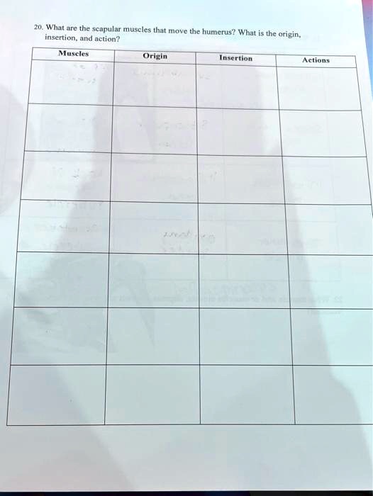 SOLVED: 20. What are the scapular muscles that move the humerus? What ...