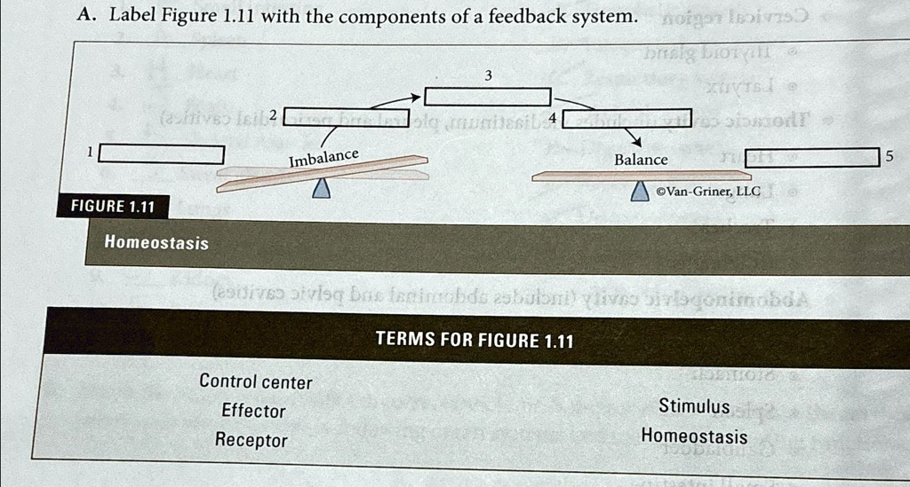 SOLVED: A. Label Figure 1.11 with the components of a feedback system ...