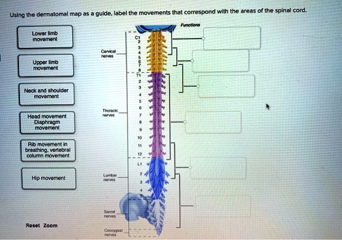 Using the dermatomal map as a guide, label the movements that ...