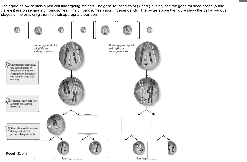 the figure below depicts pea cell undergoing meiosis the gene for seed ...