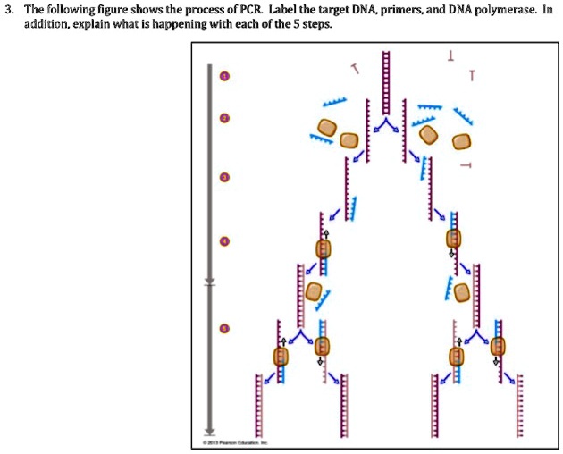 3. The following figure shows the process of PCR. Label the...