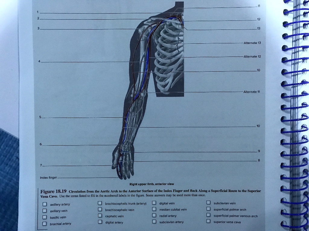 SOLVED: Alternate 13 Alternate 12 Alternate 11 Index finger Right upper ...