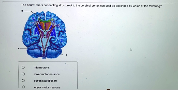 The neural fibers connecting structure A to the cerebral cortex can ...