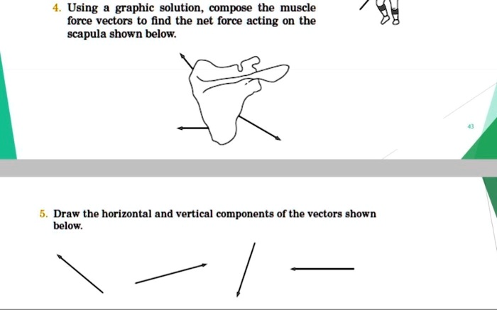4using A Graphic Solution Compose The Muscle Force Vectors To Find The