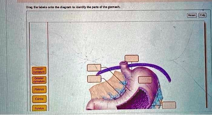Drag the labels onto the diagram to identify the parts of the stomach ...