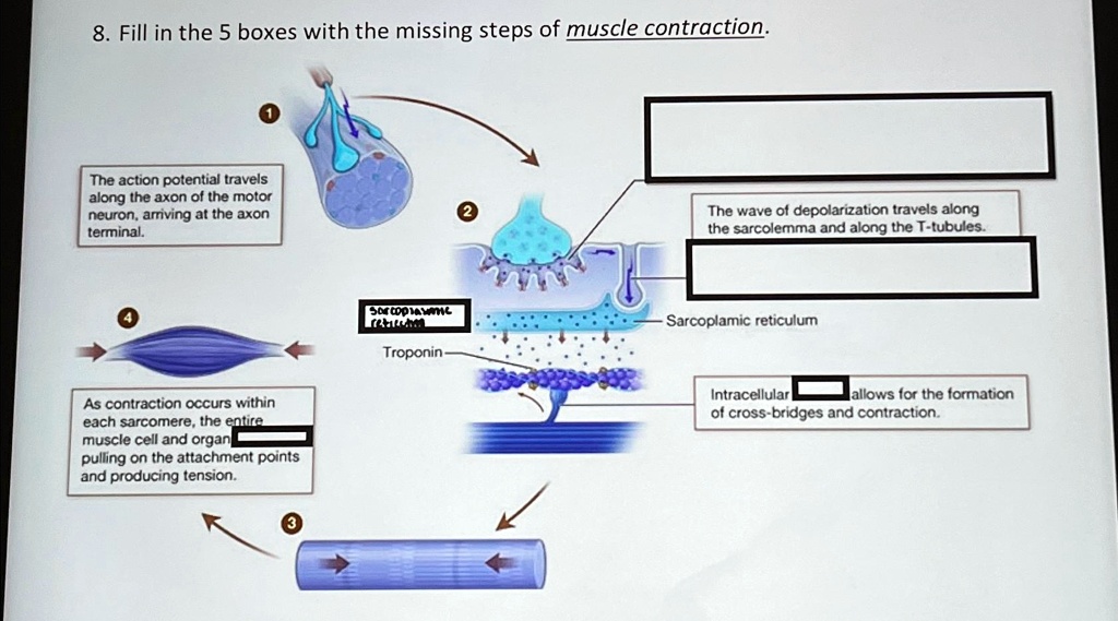8. Fill in the 5 boxes with the missing steps of muscle contraction ... 8. Fill in the 5 boxes with the missing steps of muscle contraction ...