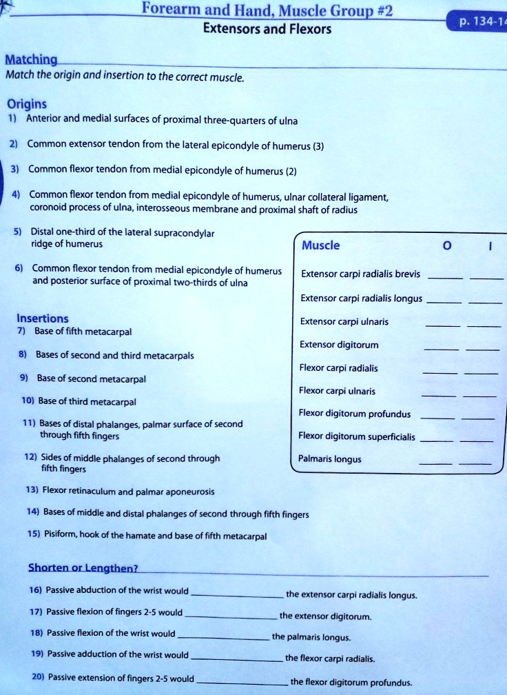 forearm hand muscle group 2 extensors flexors forearm and handmuscle ...