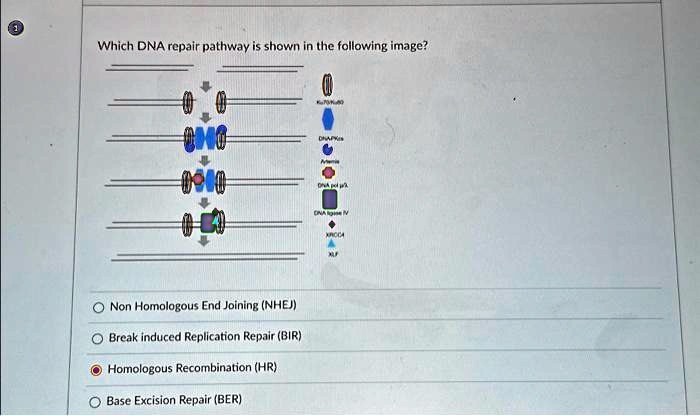 SOLVED: Which DNA repair pathway is shown in the following image? O Non ...