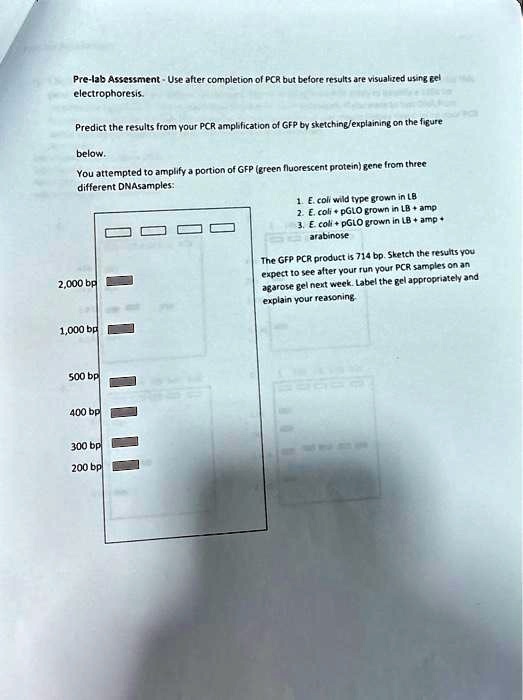 Pre-lab Assessment - Use after completion of PCR but before results are ...