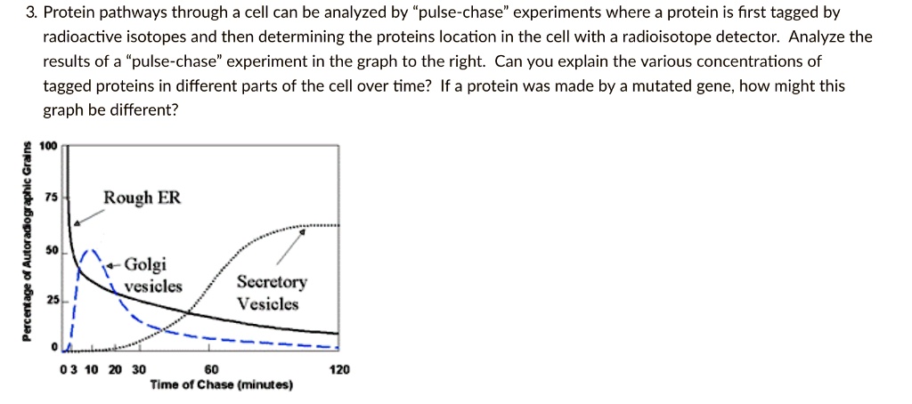 3 protein pathways through a cell can be analyzed by pulse chase ...