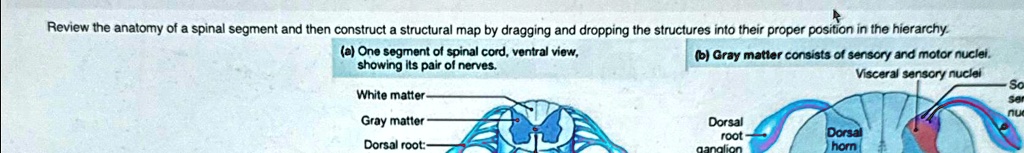 SOLVED: Review the anatomy of a spinal segment and then construct a ...