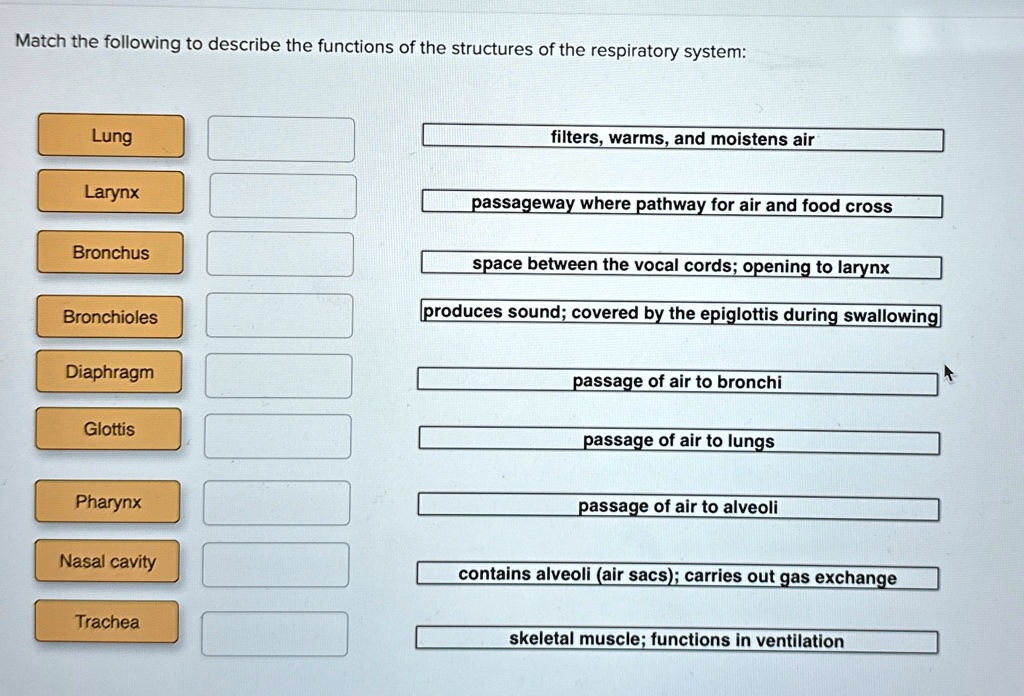 match the following to describe the functions of the structures of the respiratory system ...