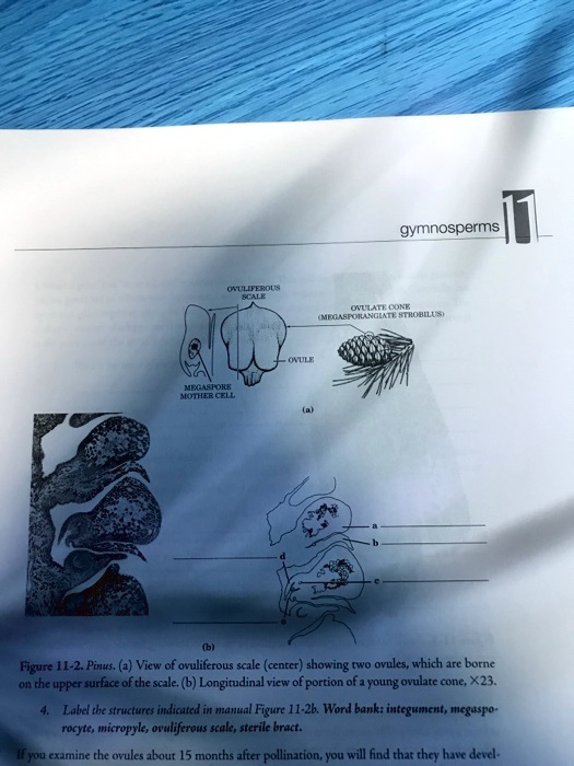 SOLVED:gymnosperms OiATT QY (nnASEOILL CLiTI #TROHILUX AUL MlaatonT ...