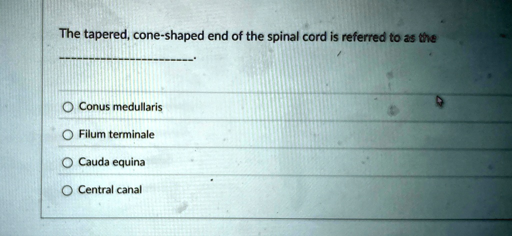 [GET ANSWER] the tapered cone shaped end of the spinal cord is referred ...