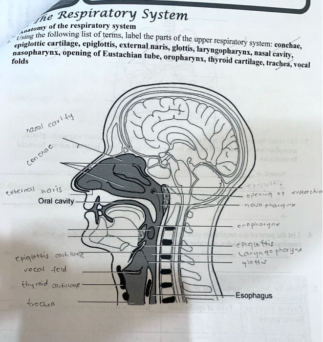 lie respiratory system jaomm of the respiratory system using the ...