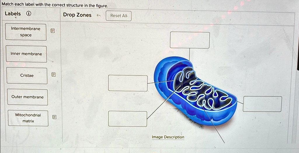 Match each label with the correct structure in the figure. Labels Drop Zones Intermembrane space ...