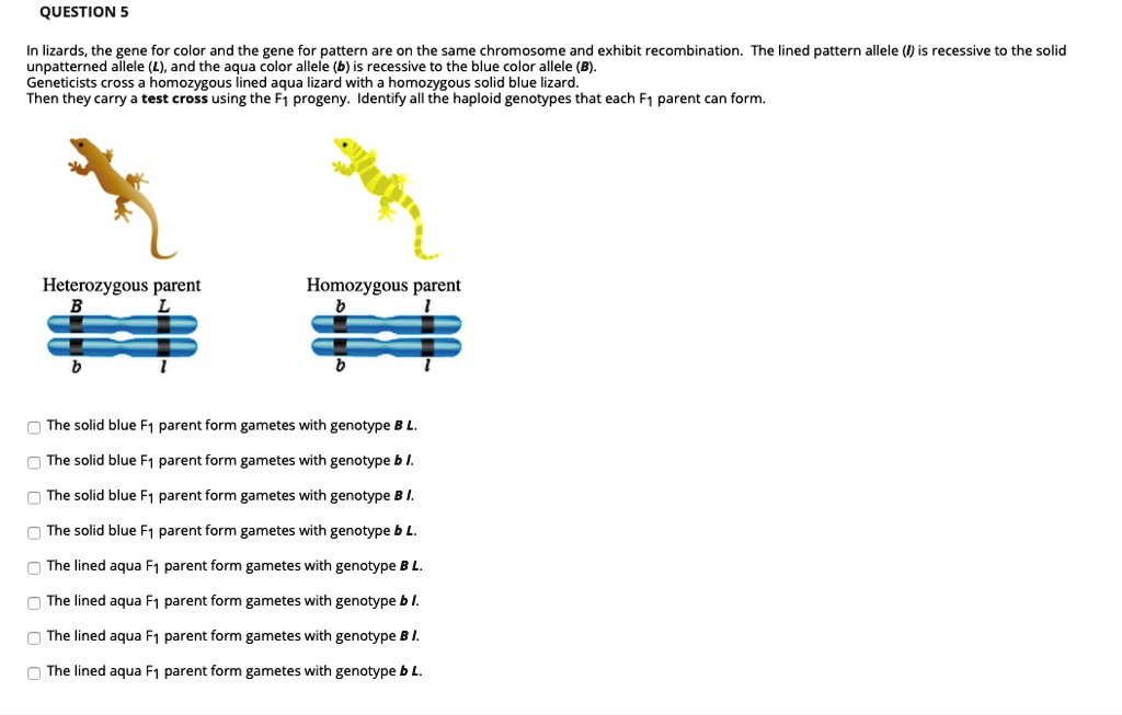 SOLVED:QUESTION In lizards, the for color and the gene for pattern are ...