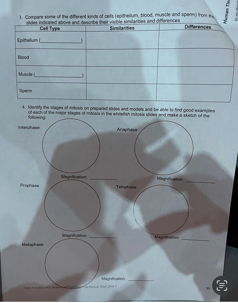 SOLVED: Texts: Human Tissue slides indicated above and describe their ...
