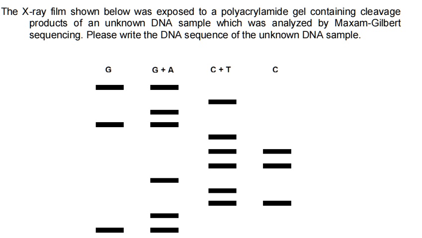 SOLVED: The X-ray film shown below was exposed to polyacrylamide gel ...