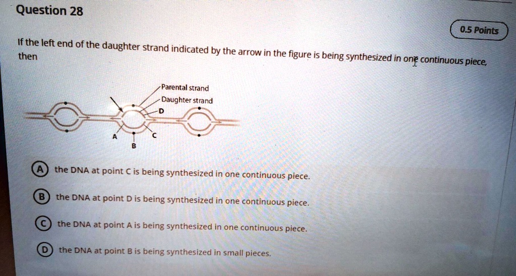 question 28 05 points if the left end of the daughter strand then ...