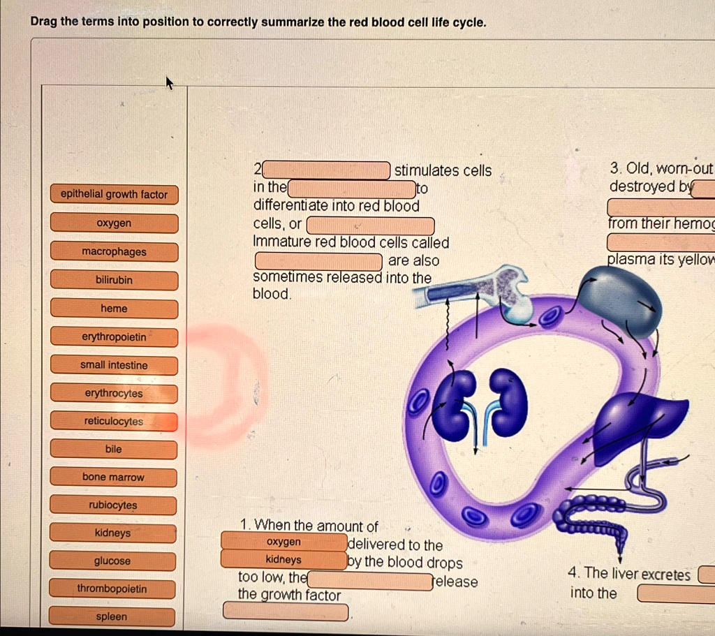 drag the terms into position to correctly summarize the red blood cell ...
