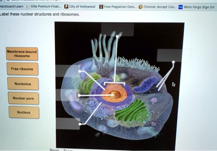 Label these nuclear structures and ribosomes. Membrane-bound ribosome ...